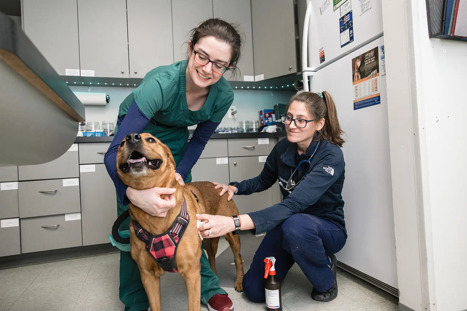 Meet Our Veterinary Teams in Ashburn, VA & Brambleton, VA | Animal ...