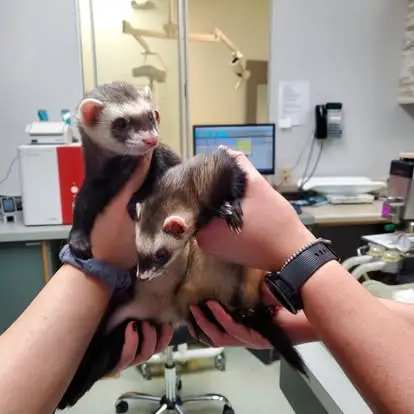 Small Mammal Veterinarian in Ashburn, VA & Brambleton, VA | Animal ...
